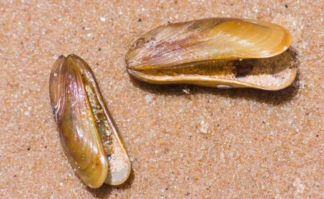 Gouden mossel | Ecopedia
